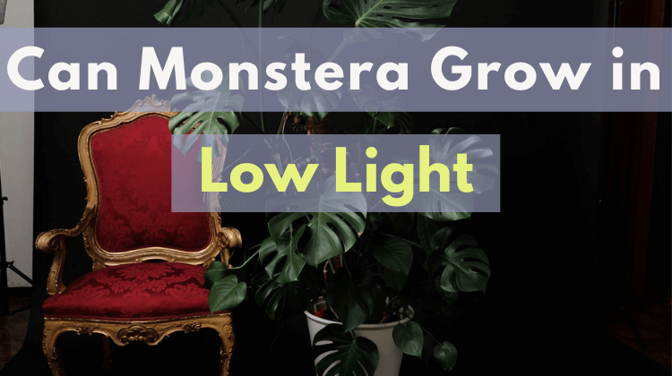 Monstera Low Light: Is this a Problem for Growth? - PlantBoomer