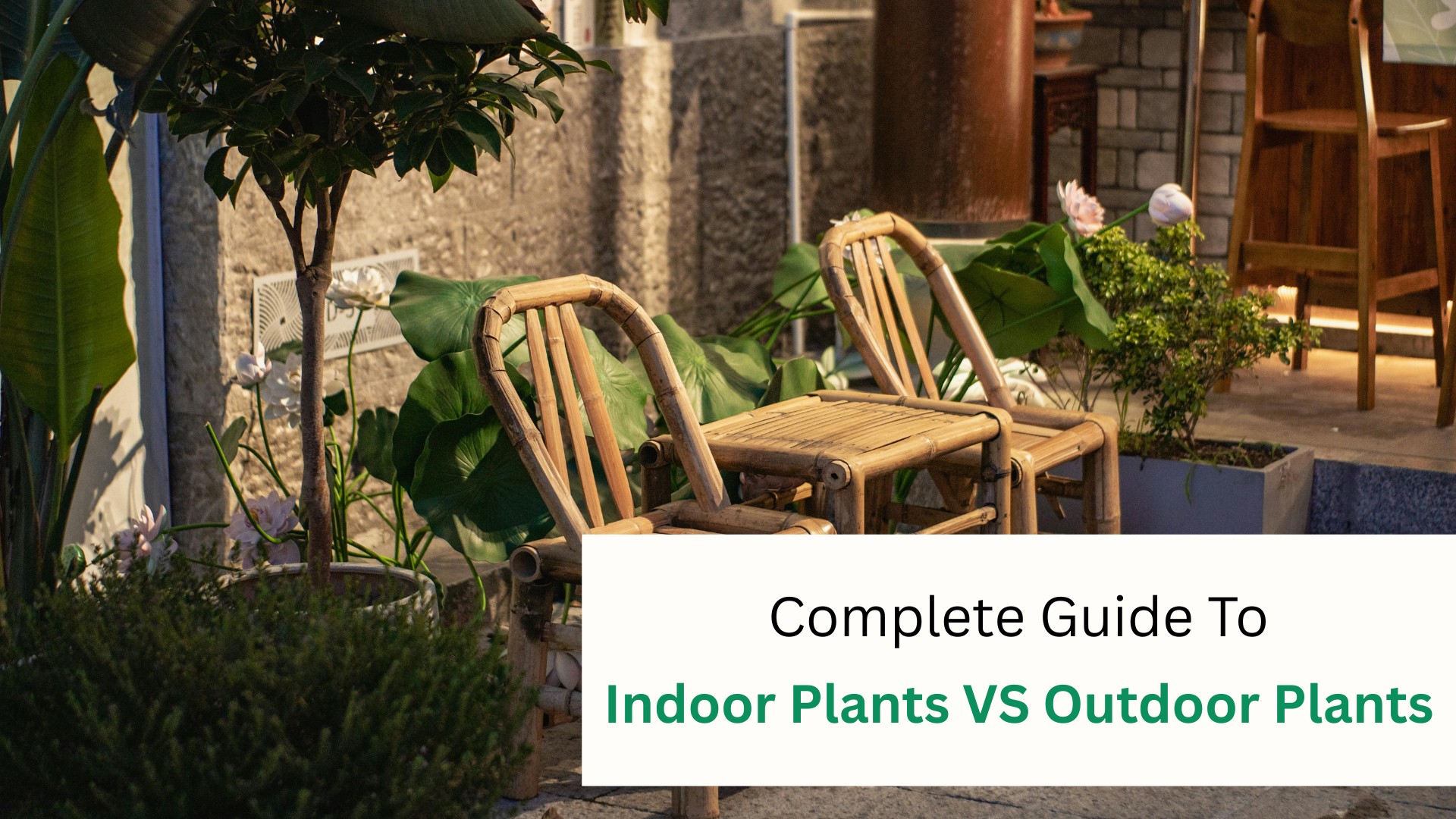 Indoor Plants Vs Outdoor Plants: Complete Growing Guide - PlantBoomer