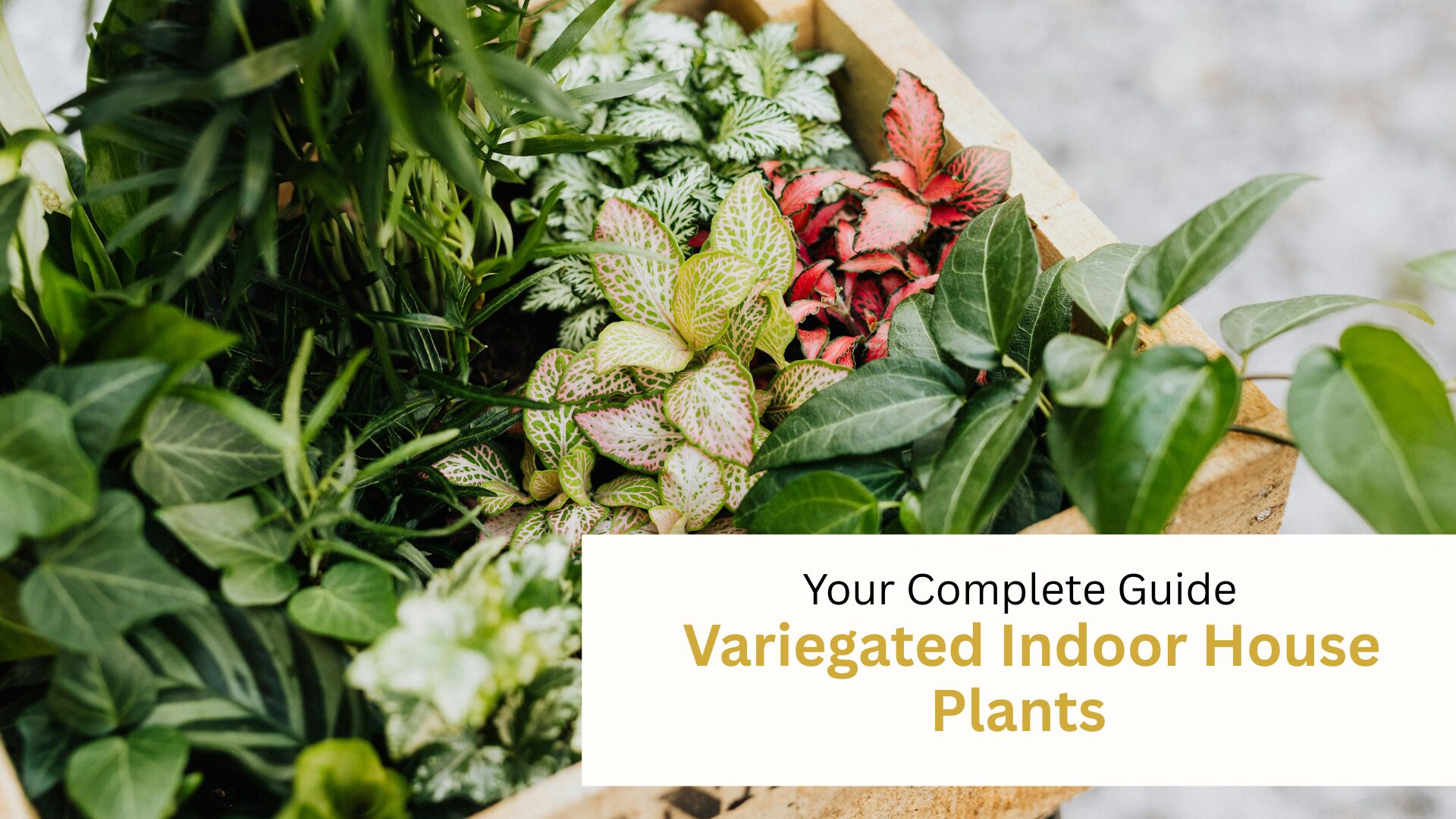 The Complete Guide To Variegated Indoor House Plants - PlantBoomer
