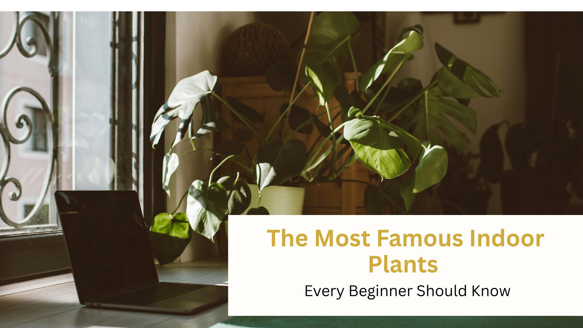 The Most Famous Indoor Plants Every Beginner Should Know - PlantBoomer