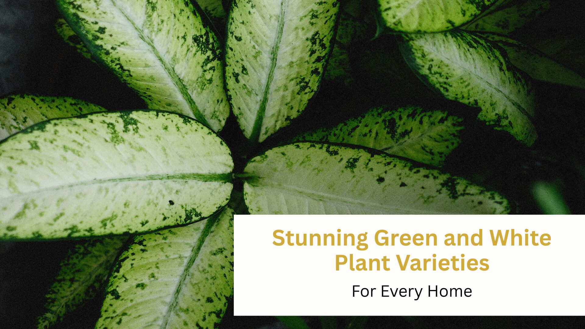 Stunning Green And White Plant Varieties For Every Home - PlantBoomer