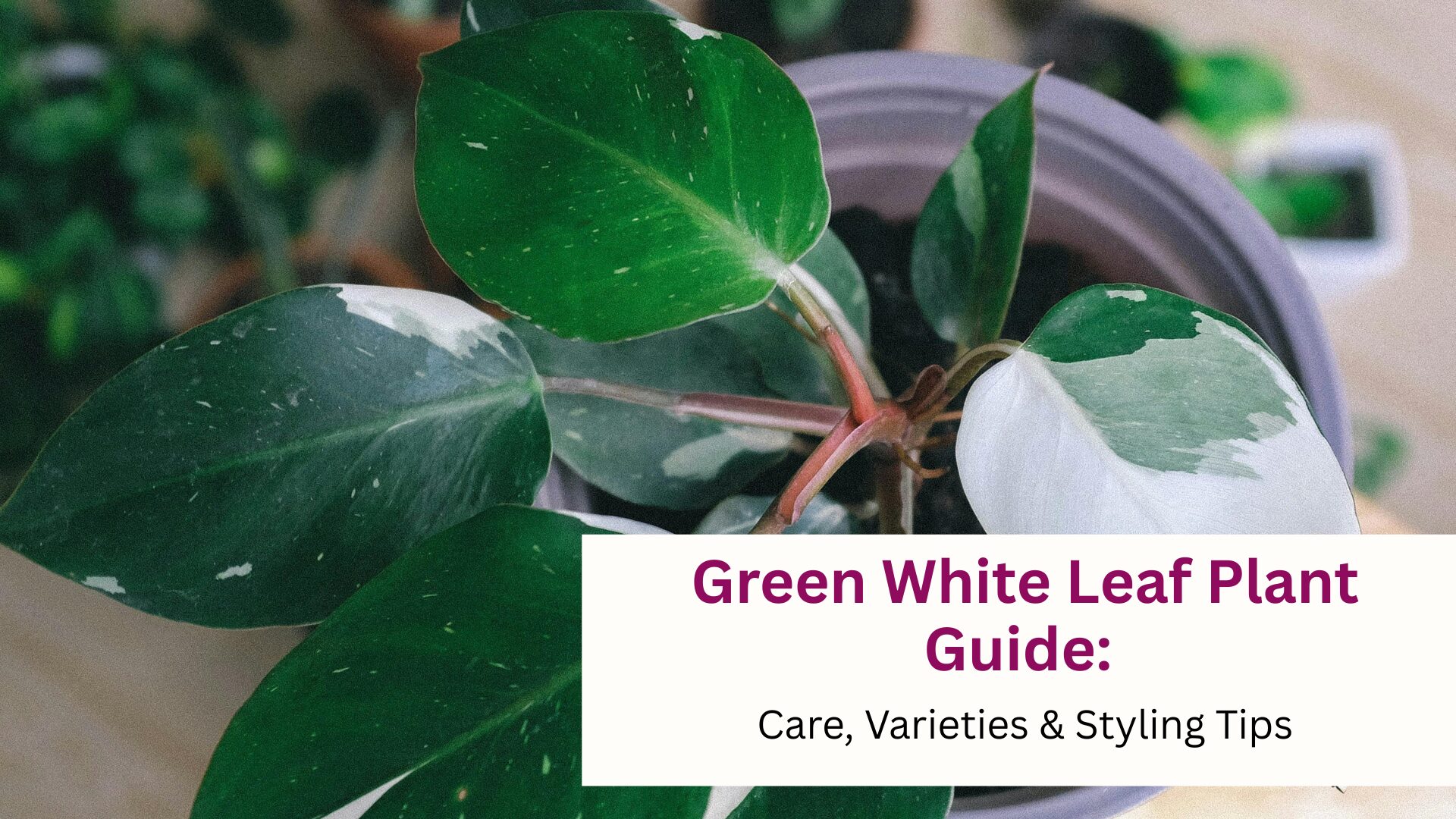 Green White Leaf Plant Guide: Care, Varieties & Styling Tips - PlantBoomer