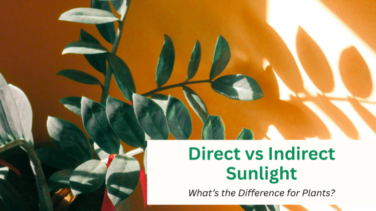 Direct vs Indirect Sunlight: What’s the Difference for Plants ...